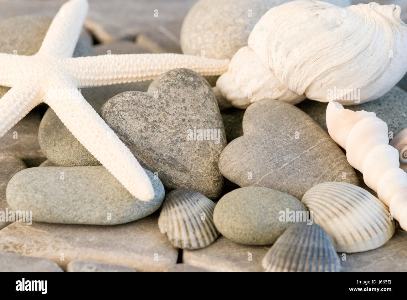 stone shell starfish pebble seashell love in love fell in love heart ...