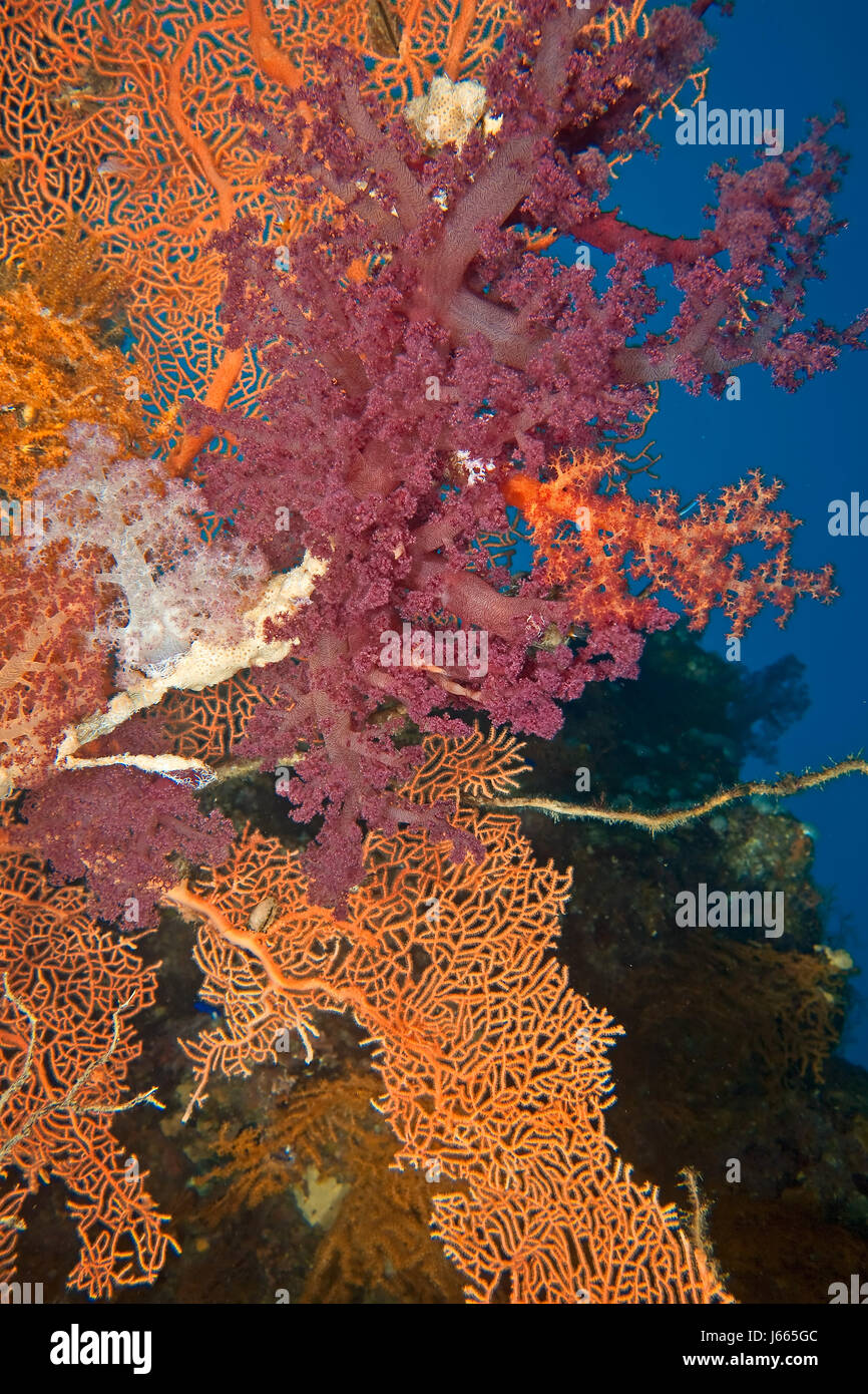 sunlight underwater tropical reef shine shines bright lucent light ...
