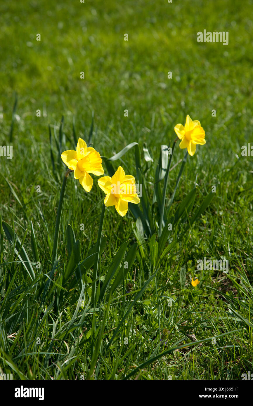 environment enviroment plant flower flowers blossoms bleed daffodils ...