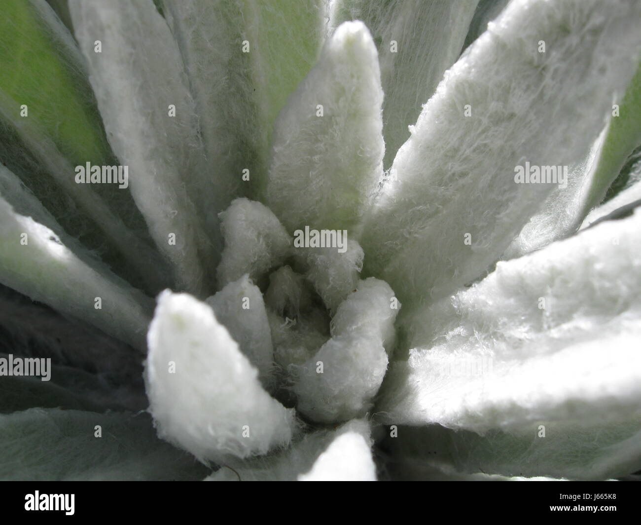 flower plant south america andes mountains leaves silver haired high ...