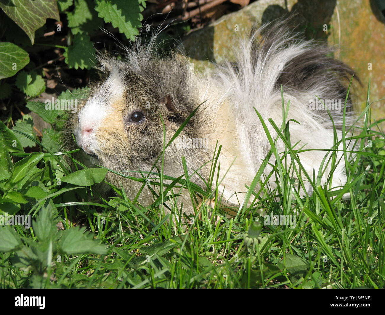 Angora guinea pig hi-res stock photography and images - Alamy