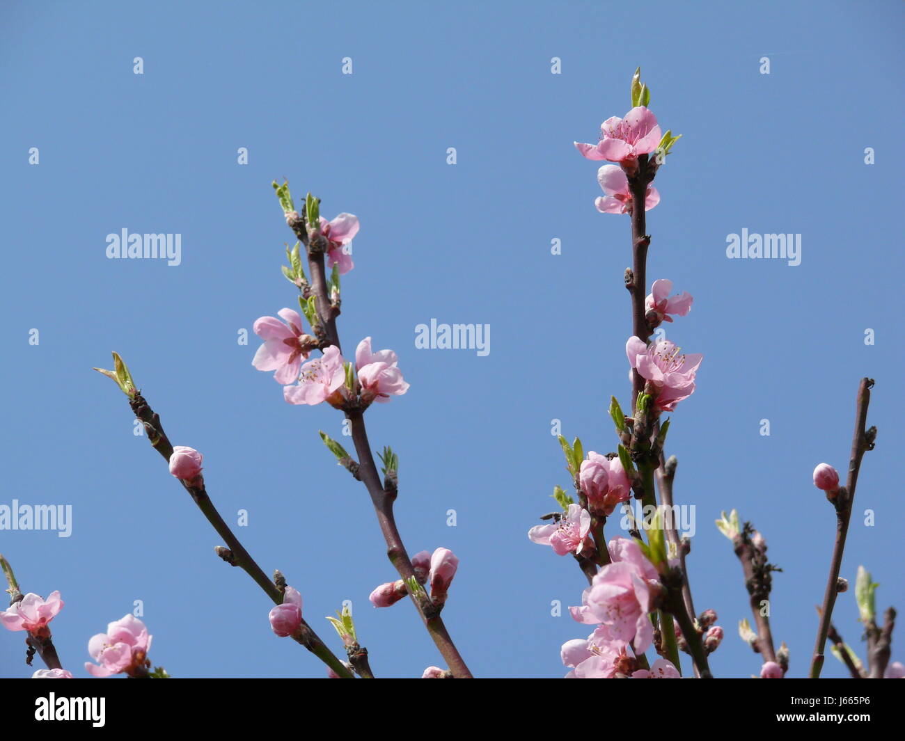 progenies fruits blossoms spring bleed peach-tree progenies fruits ...