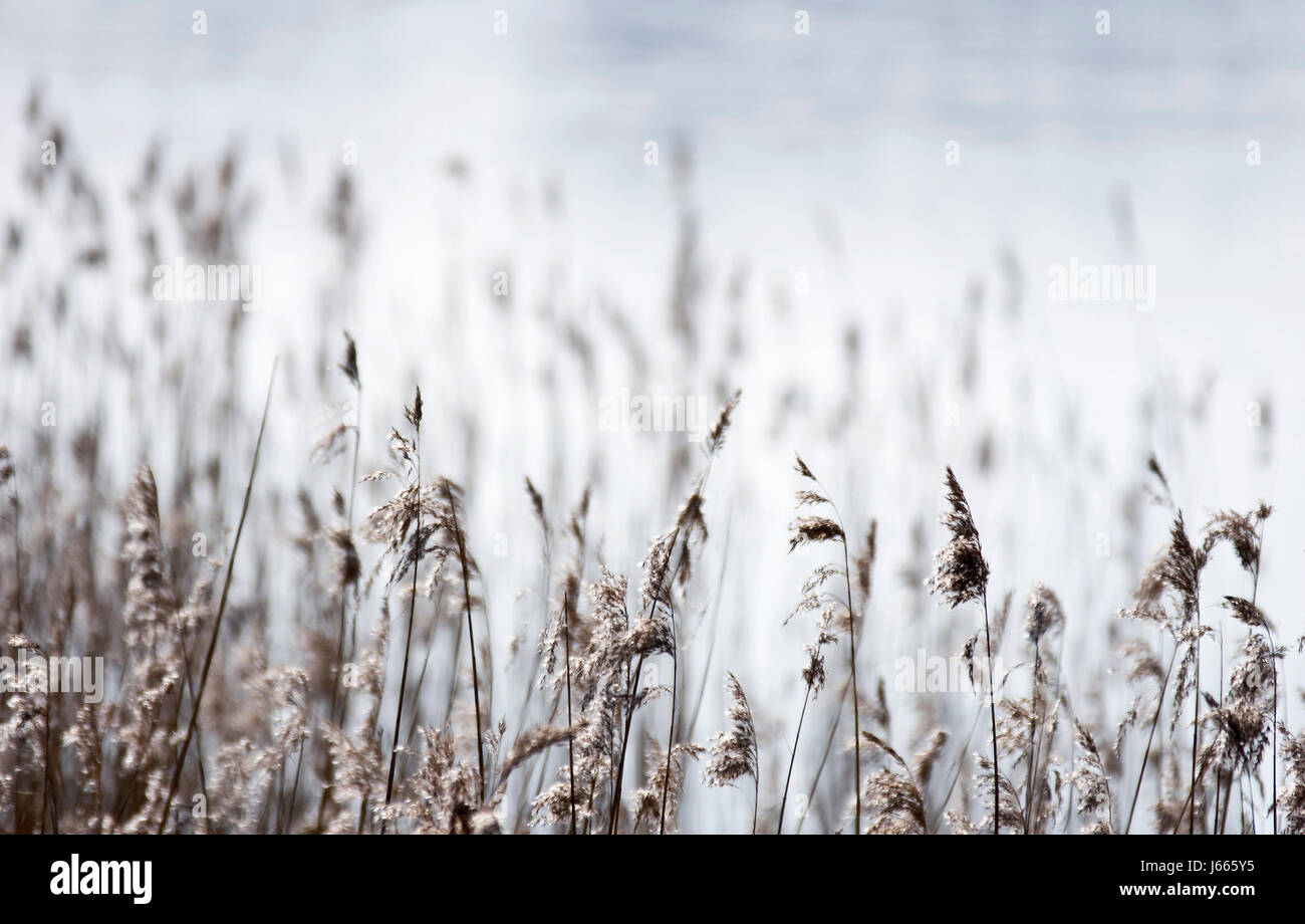 waters reed reprove fresh water lake inland water water bank plant ...