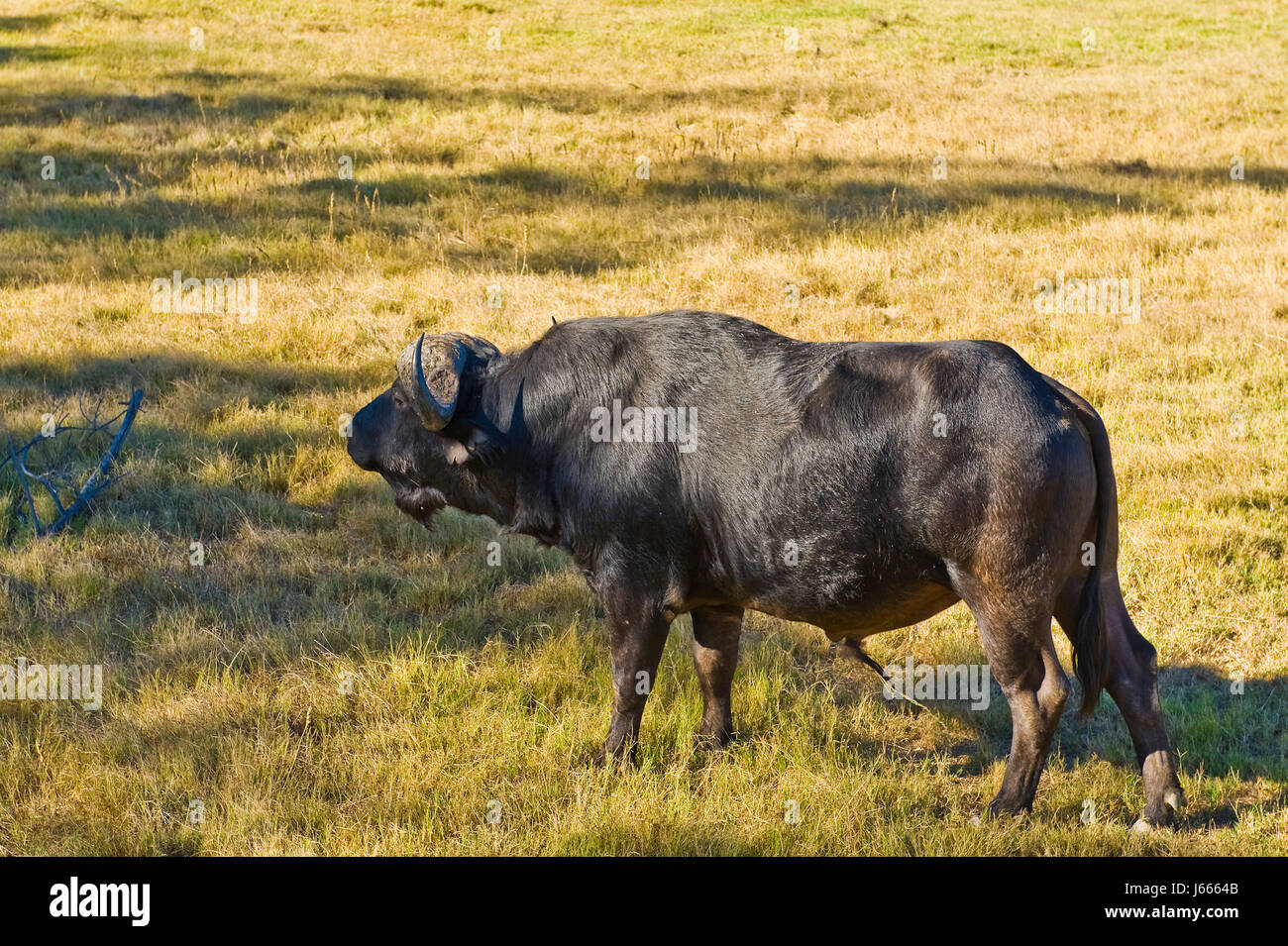 animal mammal africa south wildlife African buffalo nature animal ...