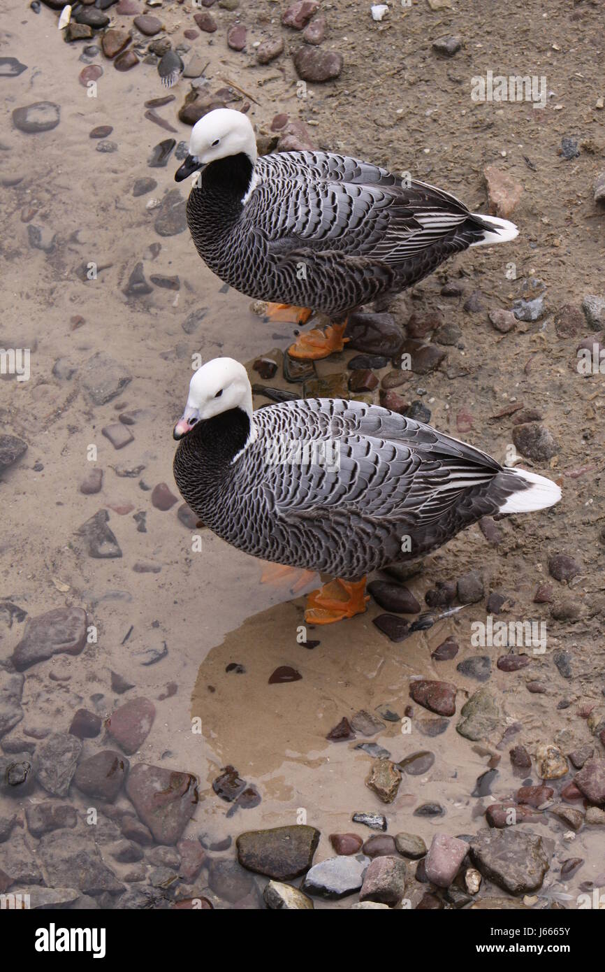 bird birds waterfowls geese waterfowl goose animal bird animals black ...