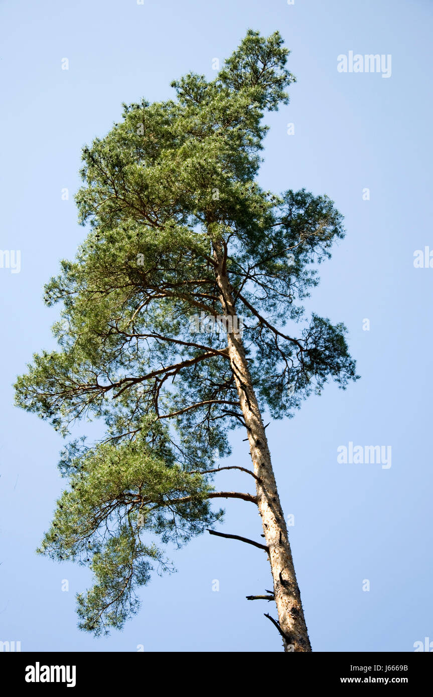 blue tree pine branch crown head of a tree firmament sky nature ...