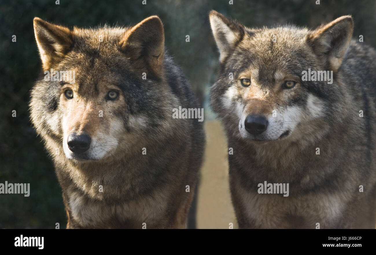 animal mammal animals mammals wolf wolves animal mammal wild animals ...