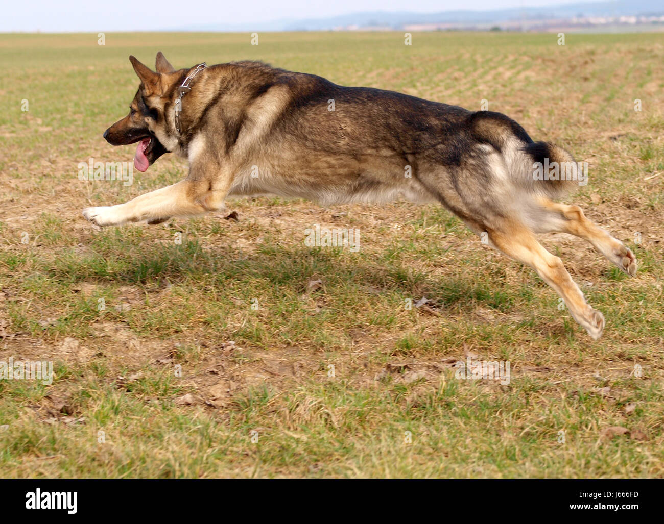 dog german sheperd german sheperd dog game tournament play playing ...