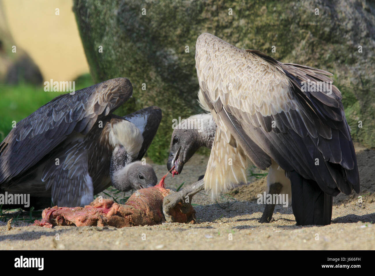 fight fighting birds of prey raptor vulture scavenger carrion quarrel ...