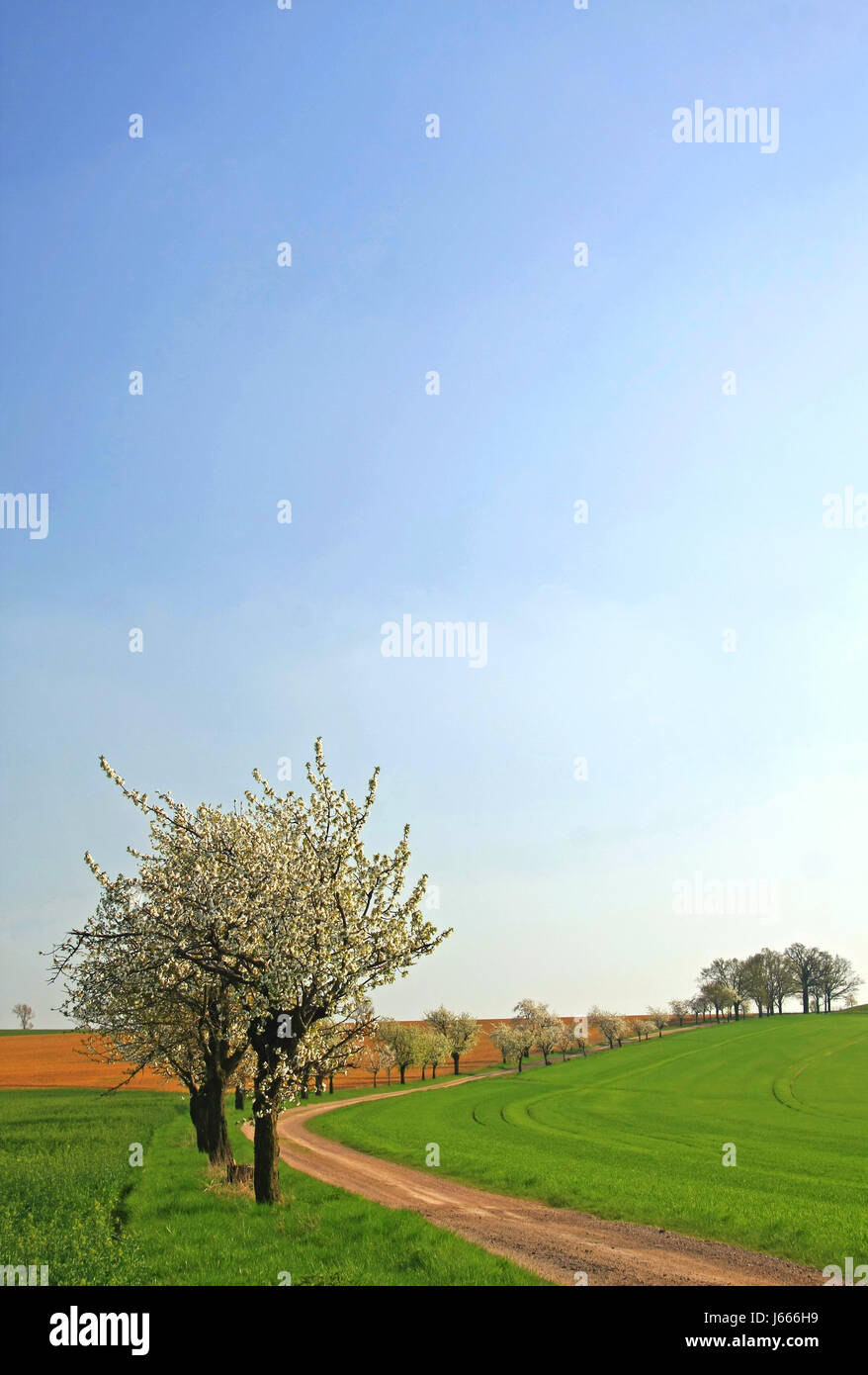 tree trees bloom blossom flourish flourishing spring cherry blossom ...