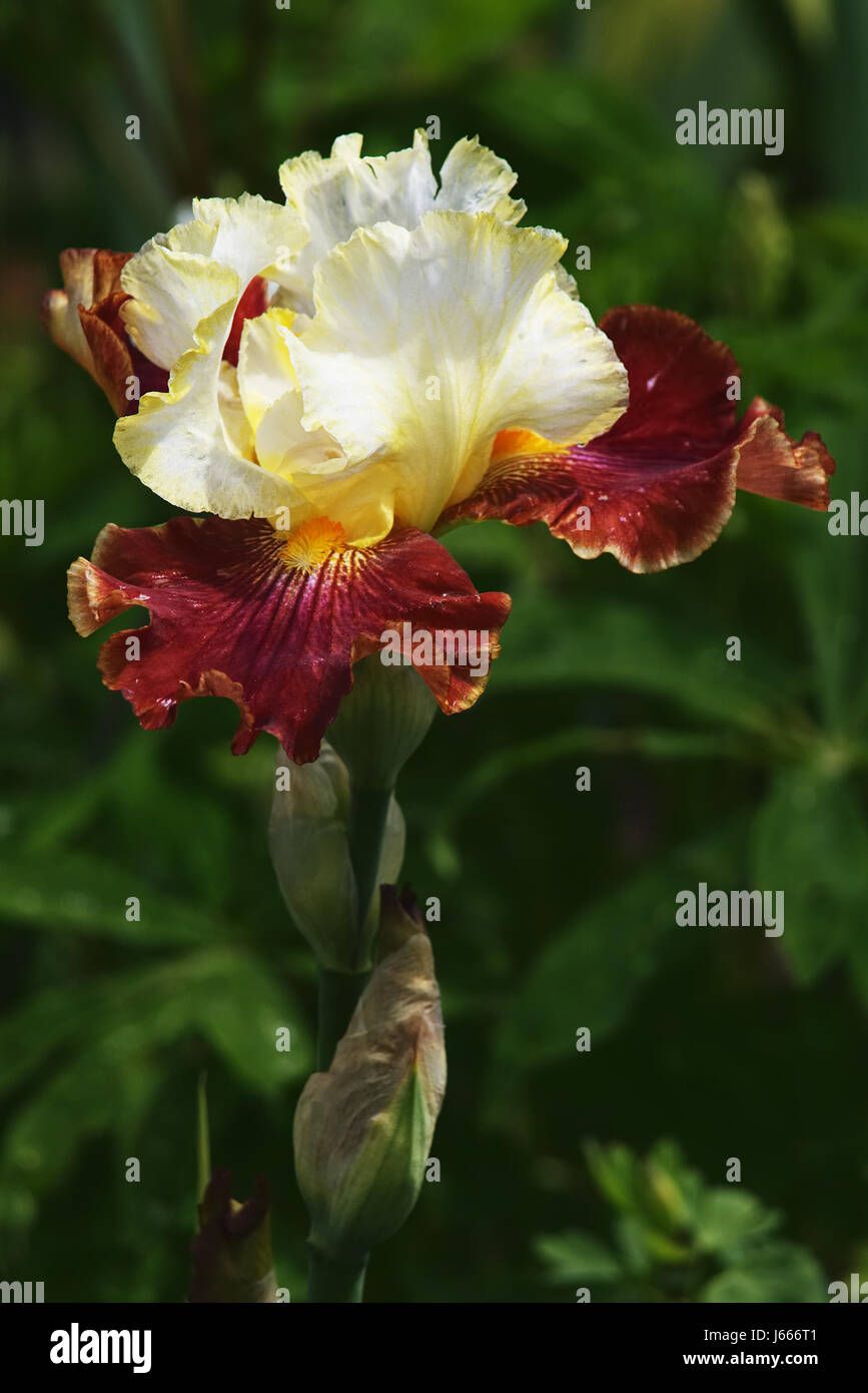 Red iris hi-res stock photography and images - Alamy