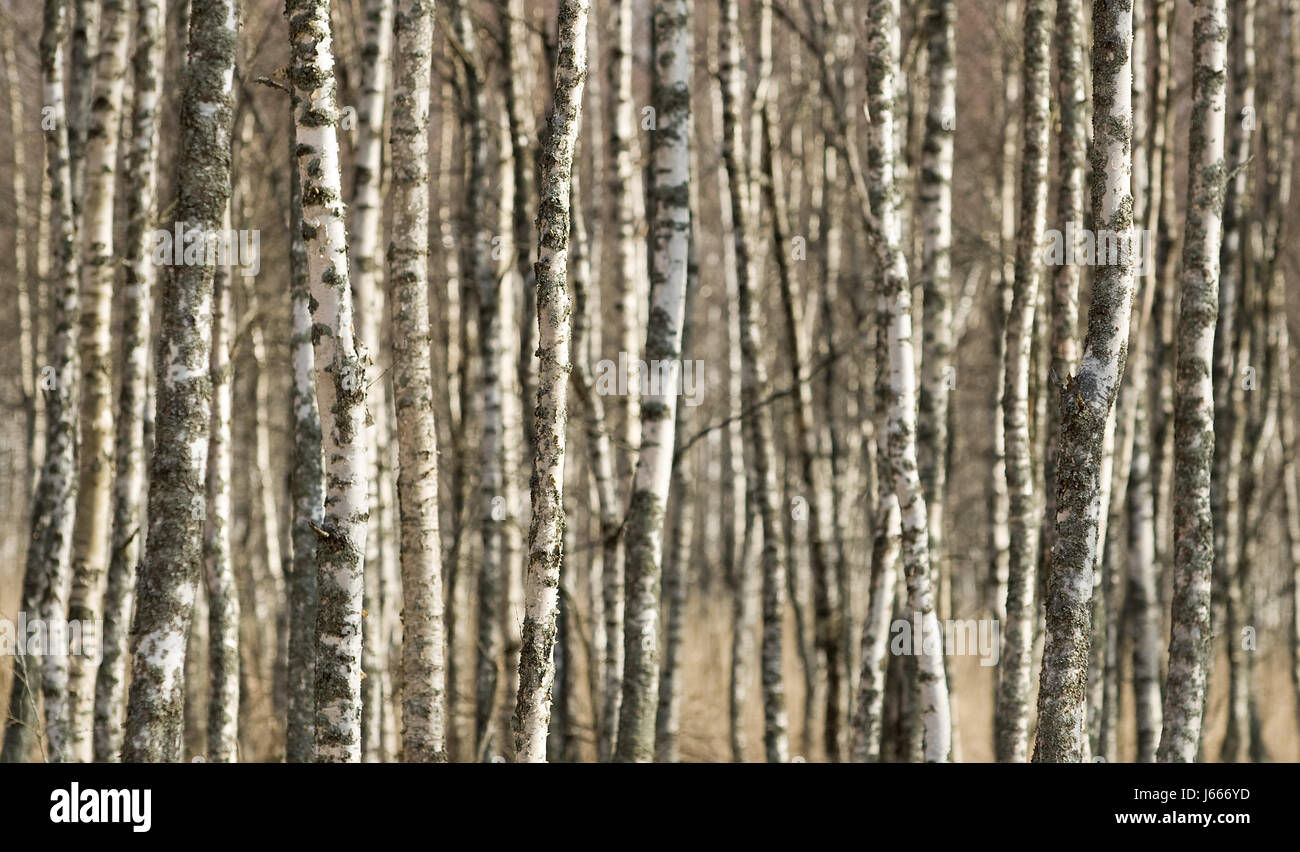 tree woods fern growth birch birch tree white outdoors forest plant ...