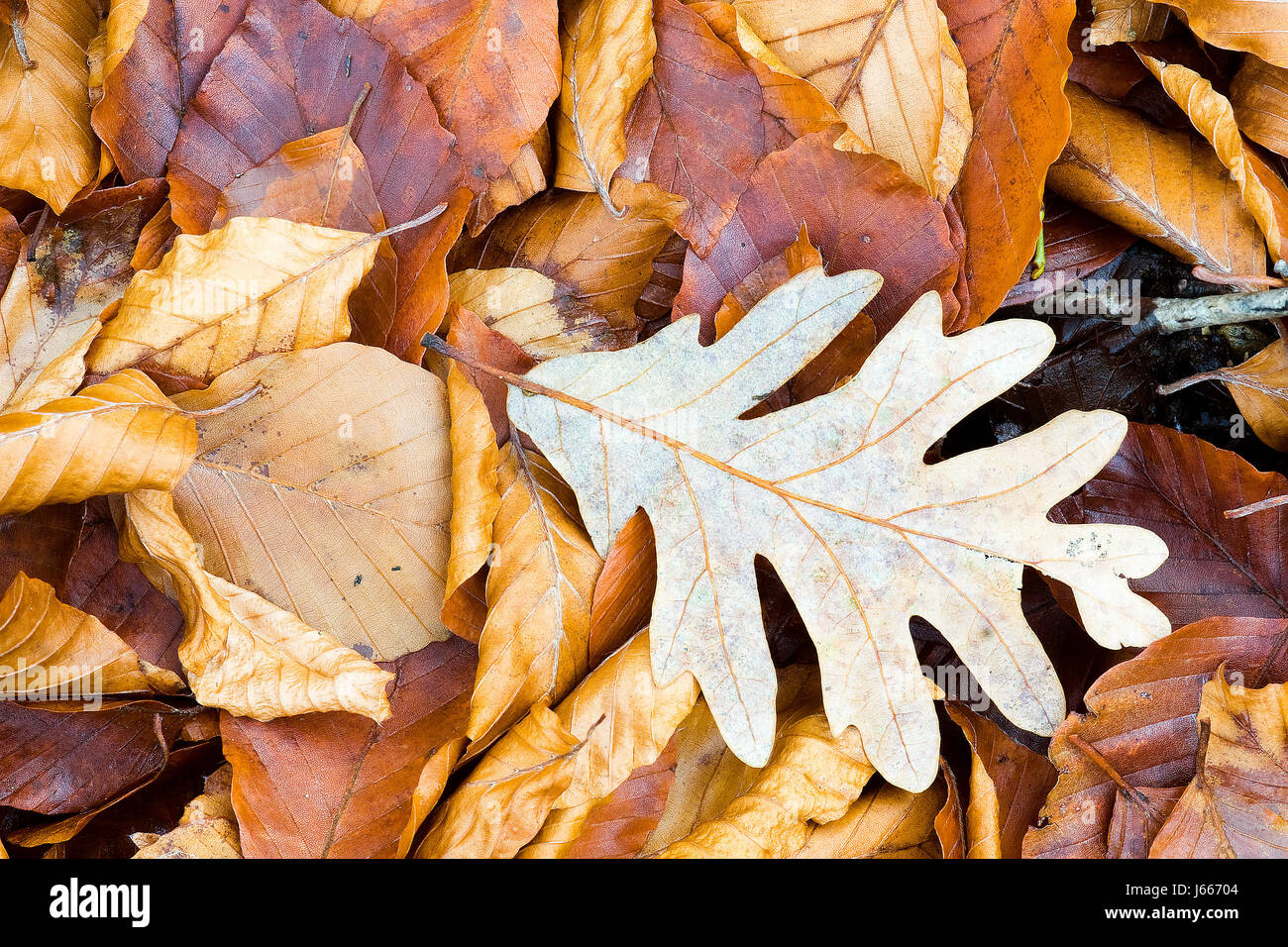 leaves spain backdrop background foliage fall autumn composition season ...