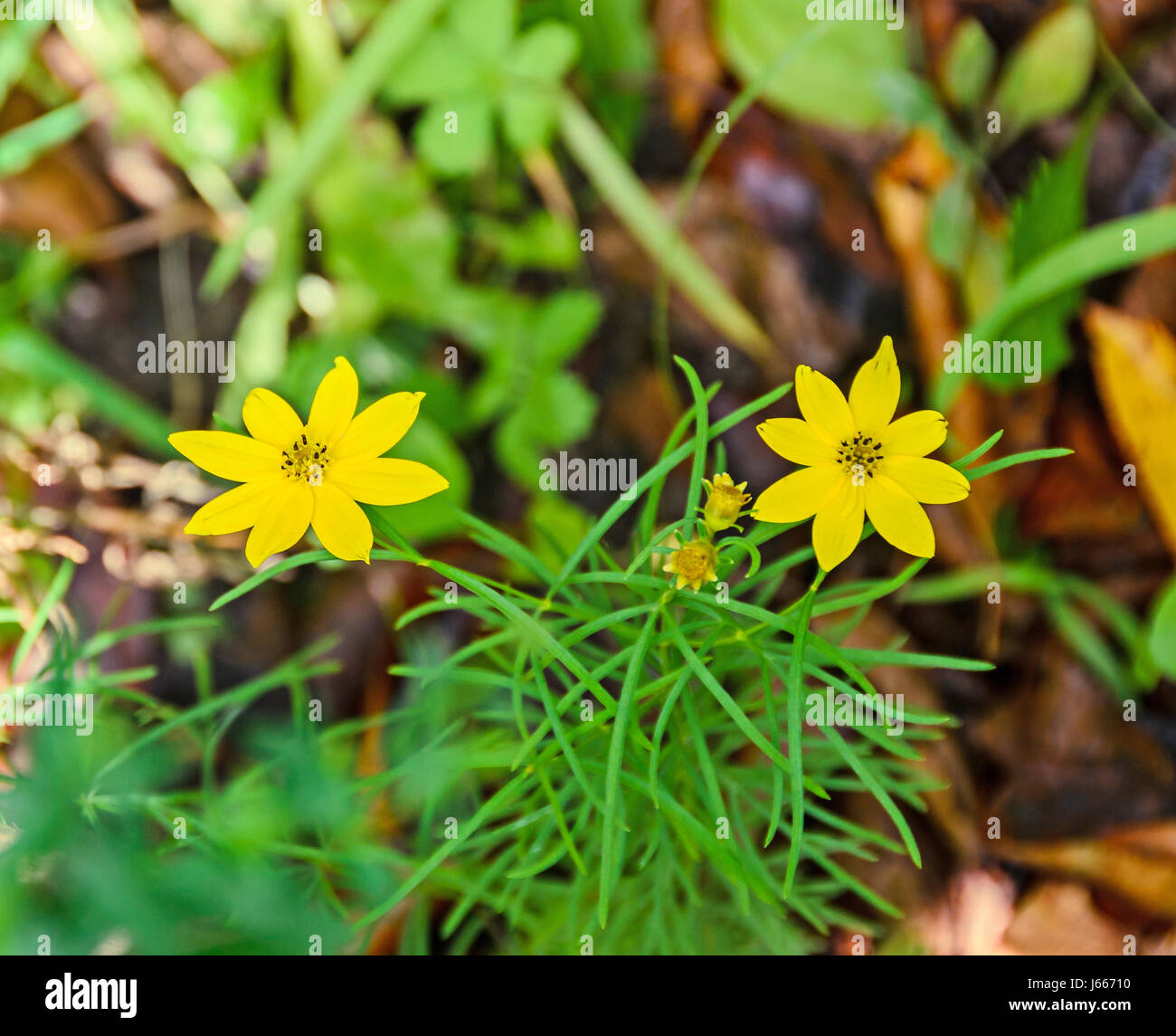 Yellow bidens aristosa flowers, Bearded Beggarticks, Tickseed Sunflower ...