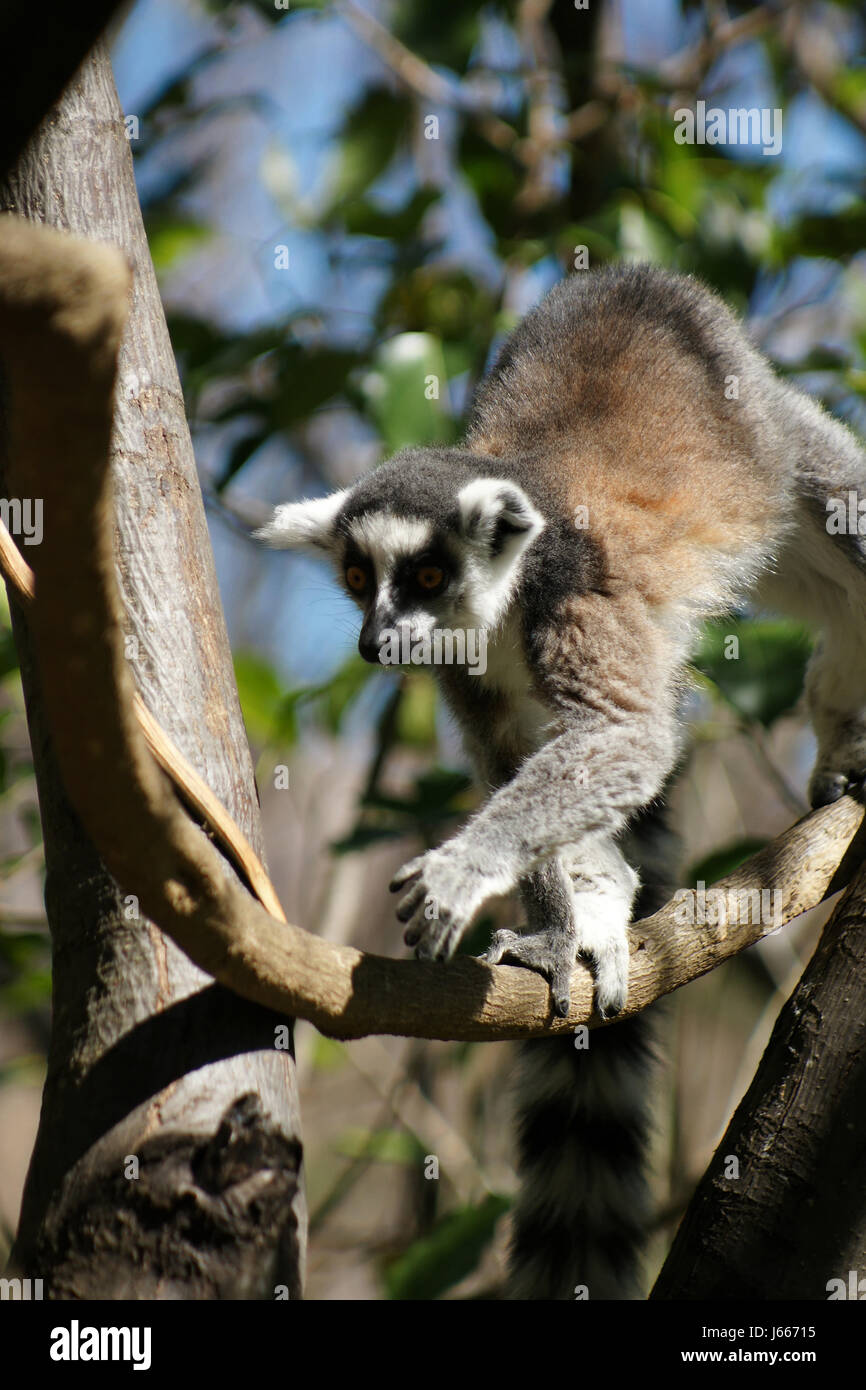 madagascar's national animal,the katta Stock Photo - Alamy