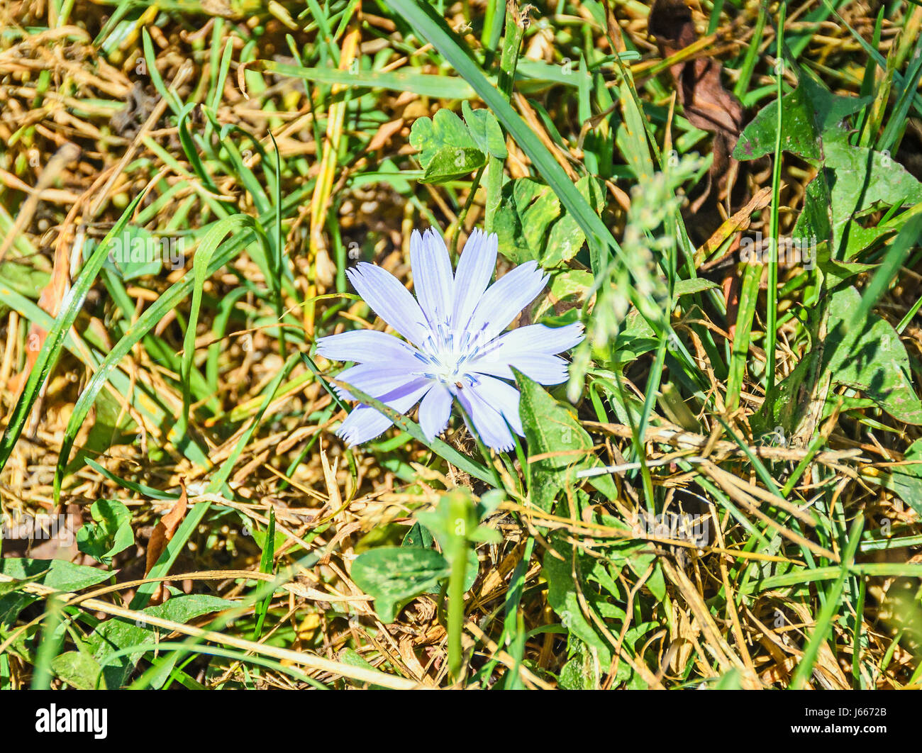 Cichorium intybus blue flower, close up, green bookeh background, in ...