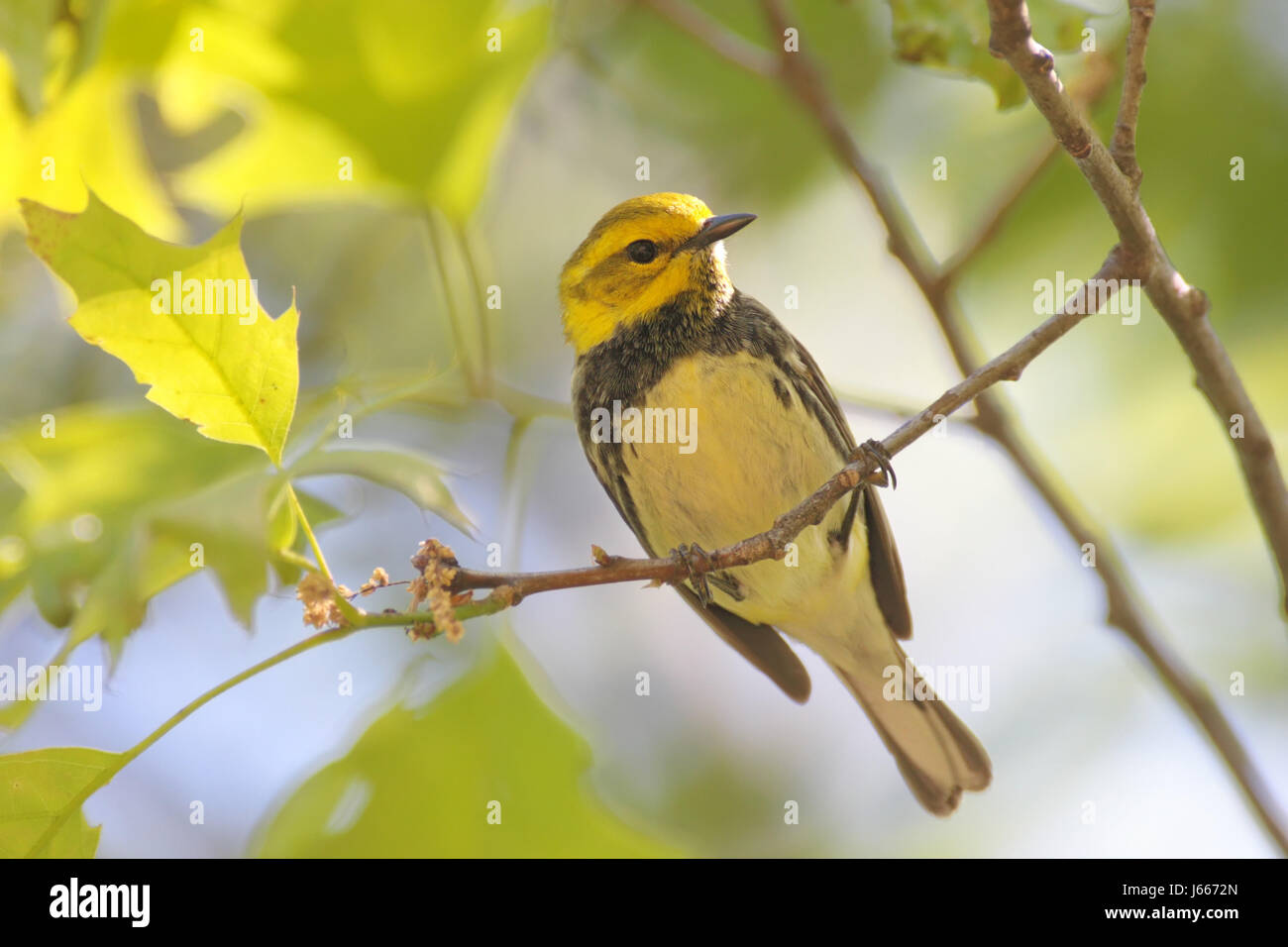 beautiful beauteously nice bird wild birds wildlife nature beautiful ...