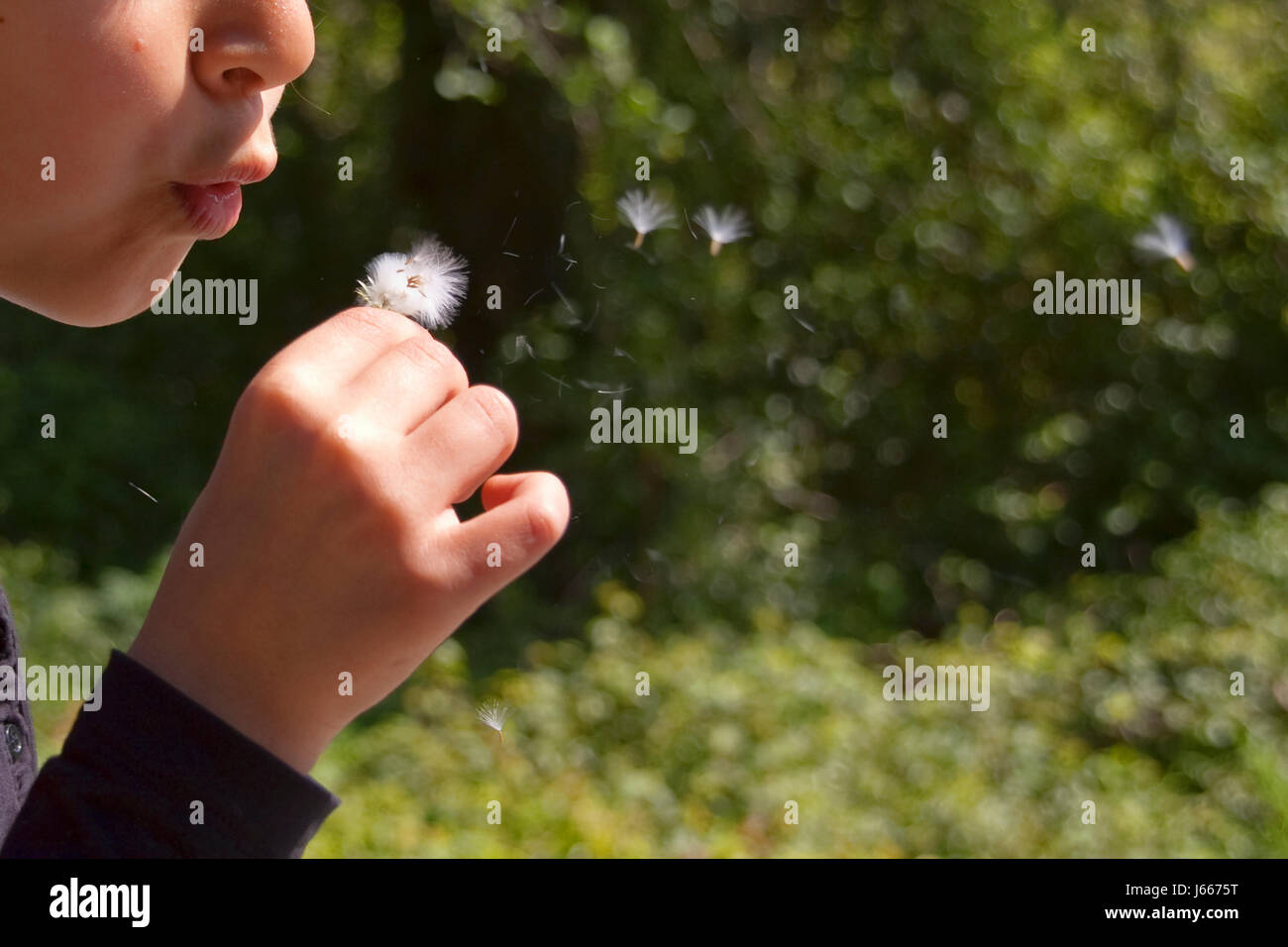 humans human beings people folk persons human human being dandelion ...