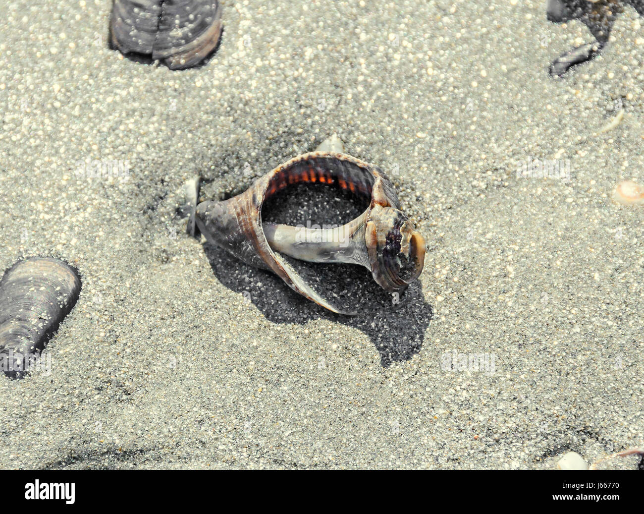 Sea shell on the beach sand, Black Sea shore, closeup outdoor Stock ...
