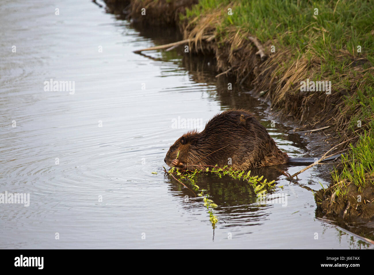 Beaver Tree Chew Stock Photos & Beaver Tree Chew Stock Images - Alamy