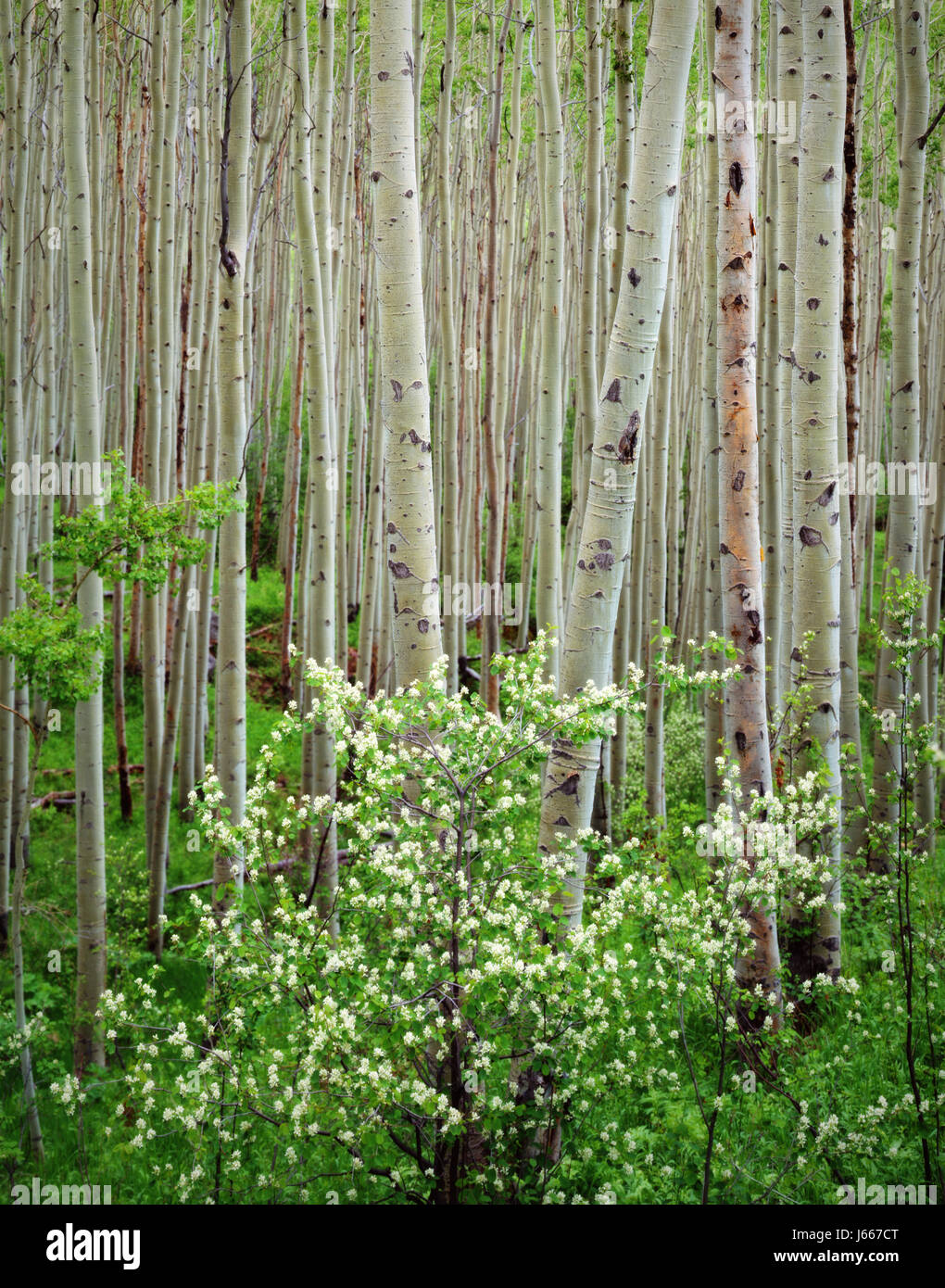 tree summer summerly spring birch wilderness forest nature travel ...