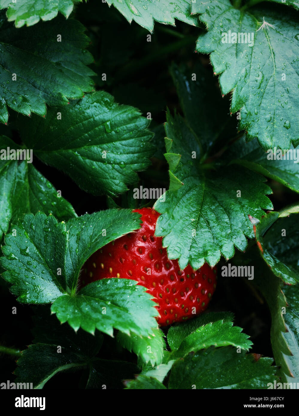 detail garden spring fruit strawberry plants produce fabricate nature ...