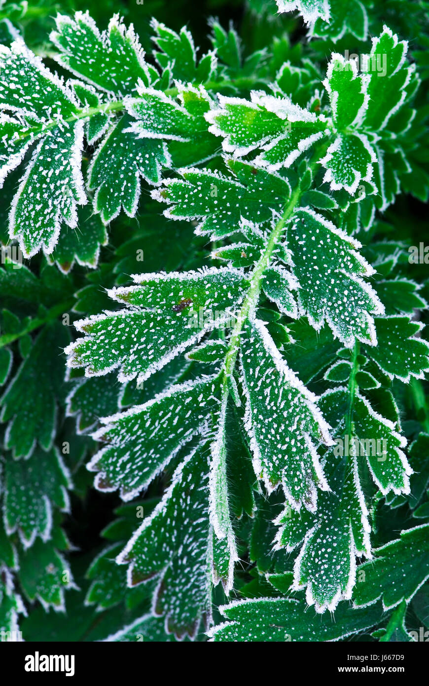 winter cold leaves frost freezing foliage ice plant close blue leaf ...