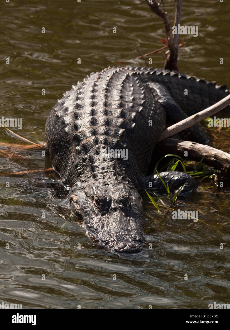 reptile amphibian swamp wildlife predator alligator dangerous closeup ...