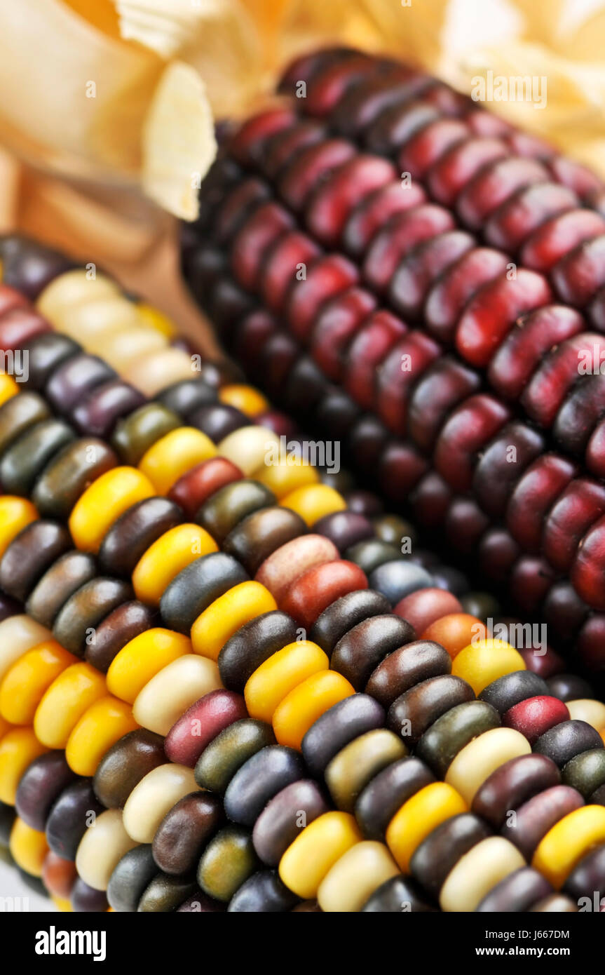 Ears of indian corn hi-res stock photography and images - Alamy