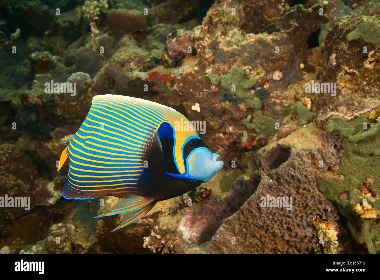 fish tropical navy marine salt water sea ocean water blue beautiful ...