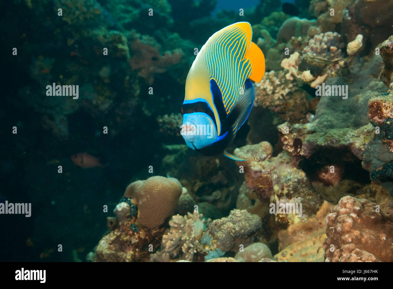 fish tropical navy marine salt water sea ocean water blue beautiful ...