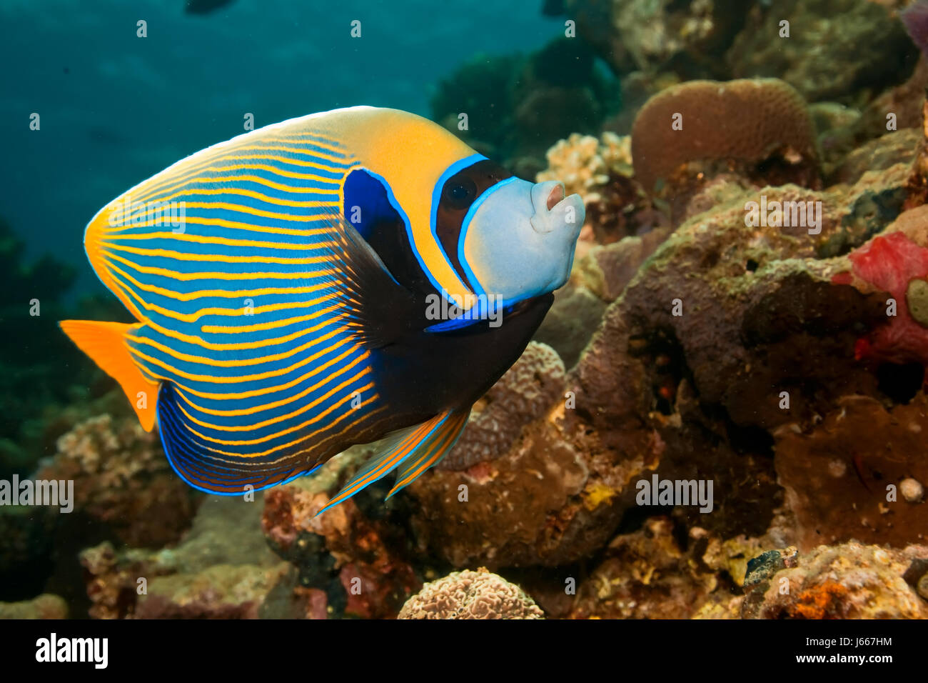 fish tropical navy marine salt water sea ocean water blue beautiful ...