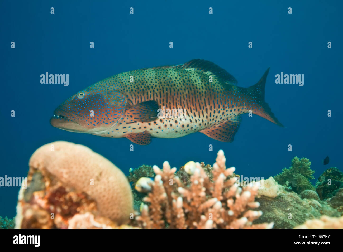 blue fish tropical navy marine salt water sea ocean water blue ...