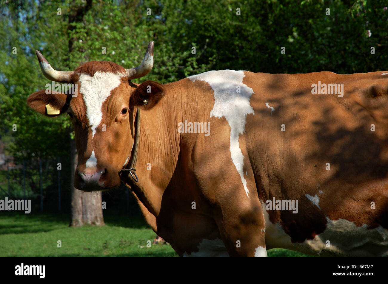 cow bovine willow agriculture farming cow bovine waist belt browse ...