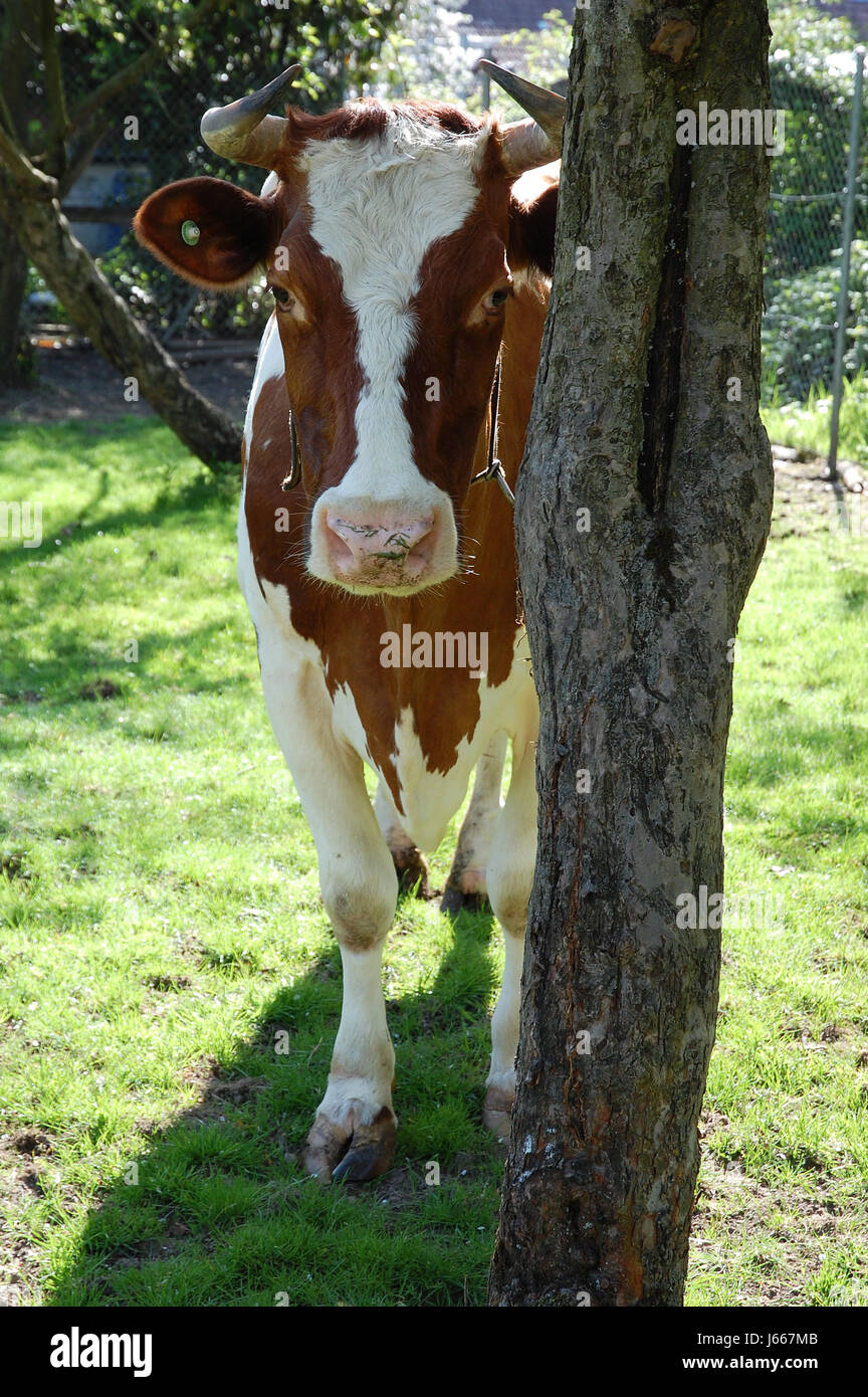 tree fear cow bovine waist belt willow tree fear cornets cow bovine ...