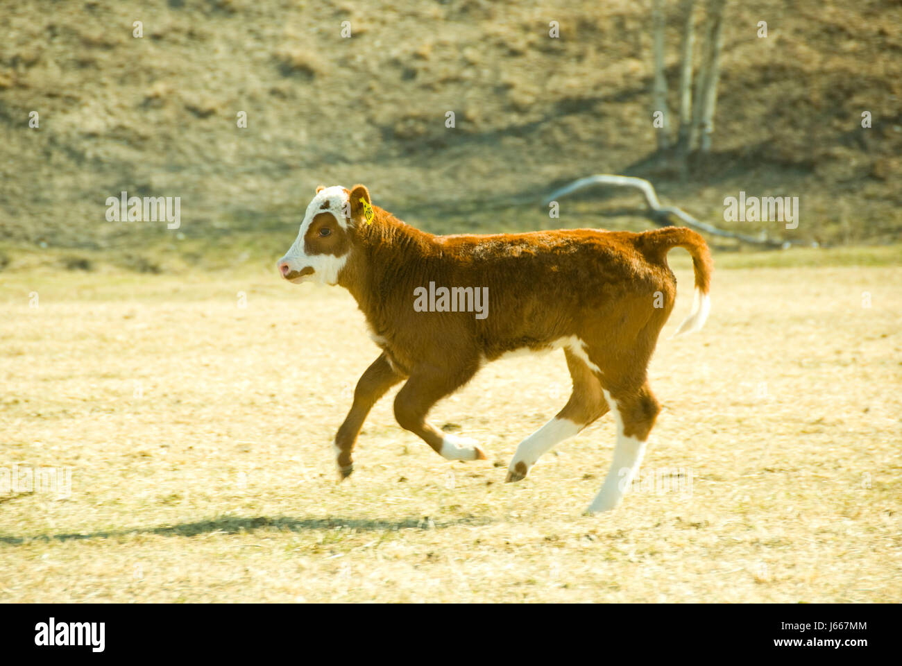 animal cow calf young younger animal face spring bouncing bounces hop ...
