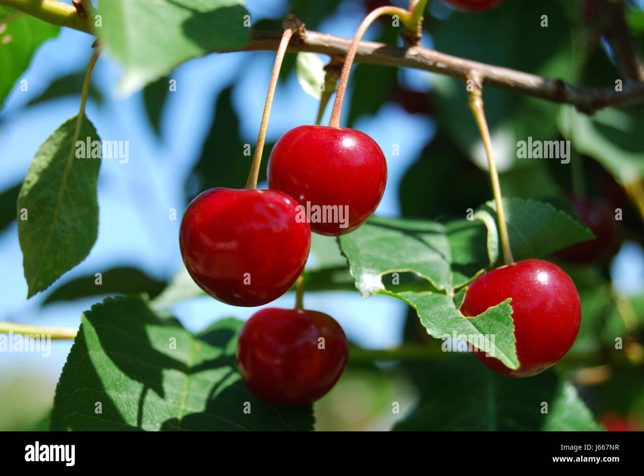 food aliment agriculture farming fruit diet cherry cherries eating eat ...
