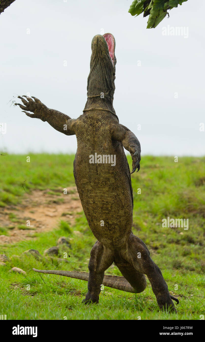 Komodo dragon is standing upright on their hind legs. Interesting ...