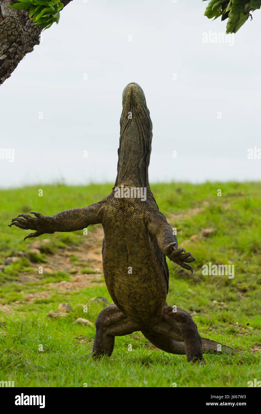 Komodo dragon is standing upright on their hind legs. Interesting ...