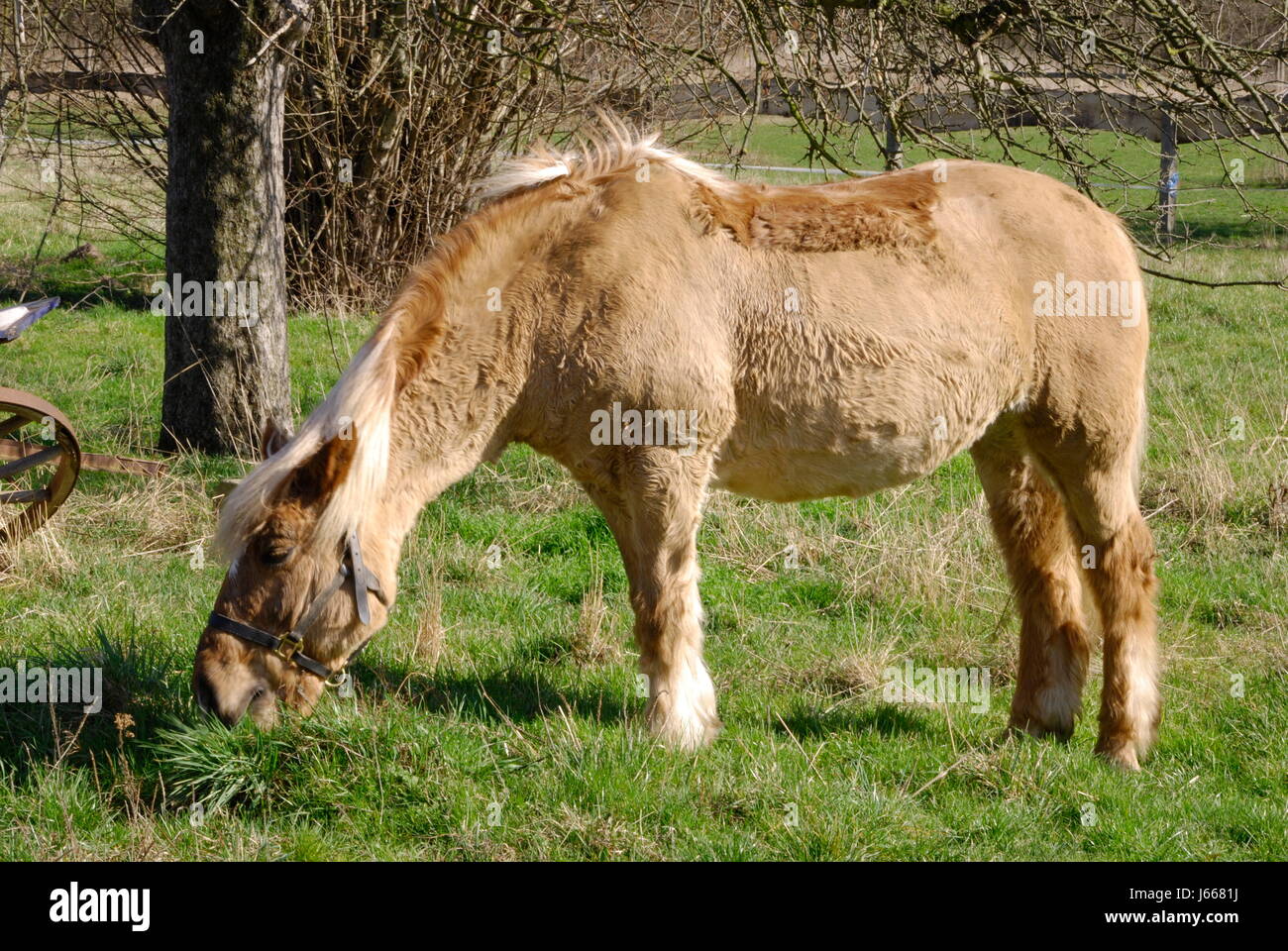 horse to gorge engulf devour animal husbandry graze haflinger horse ...