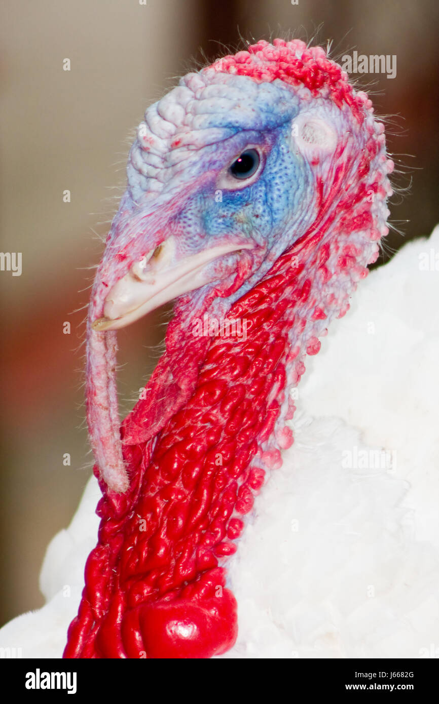 holiday bird turkey big large enormous extreme powerful imposing ...
