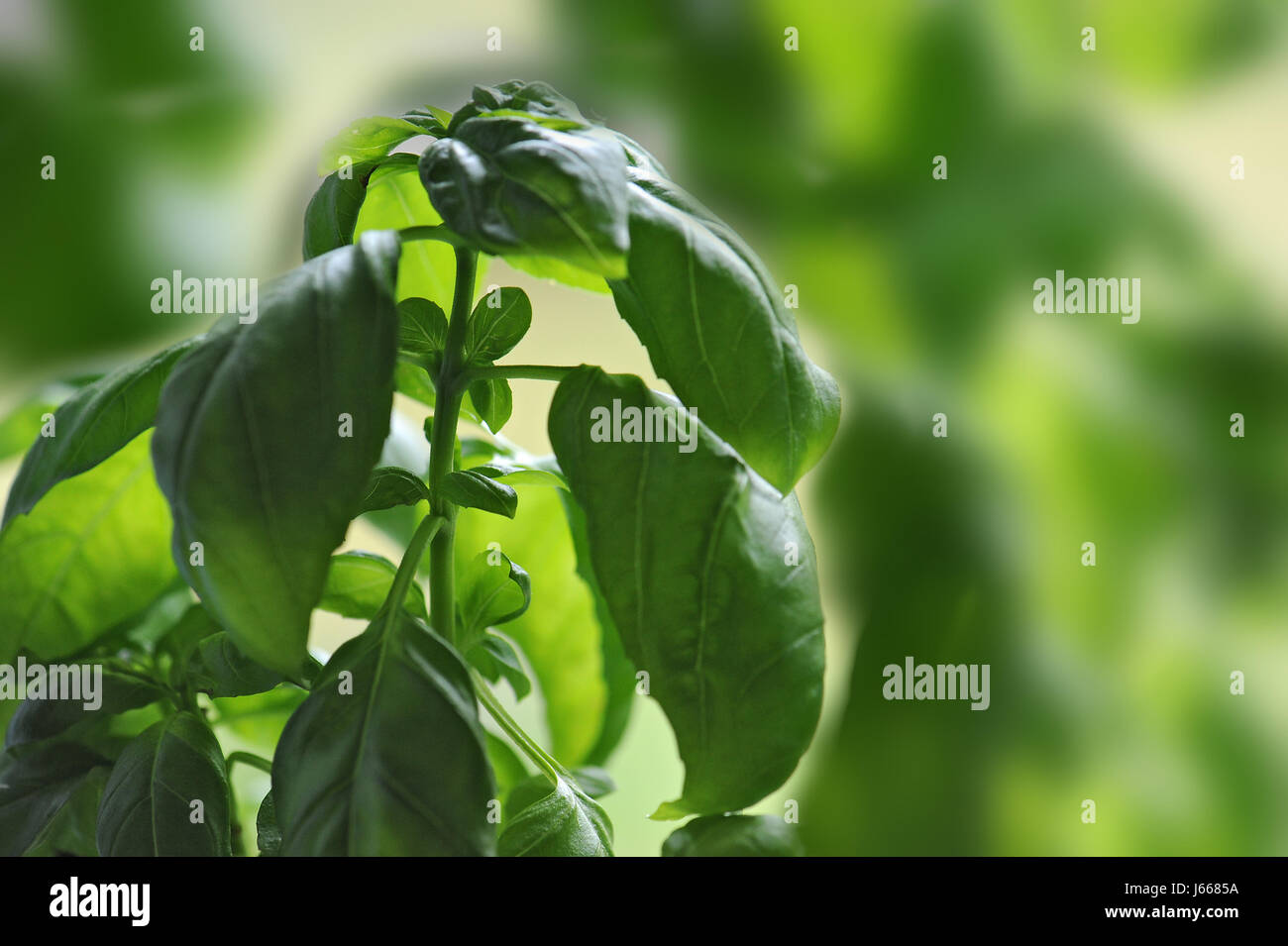 spice boil cooks boiling cooking basil ingredients herbs plant spice ...