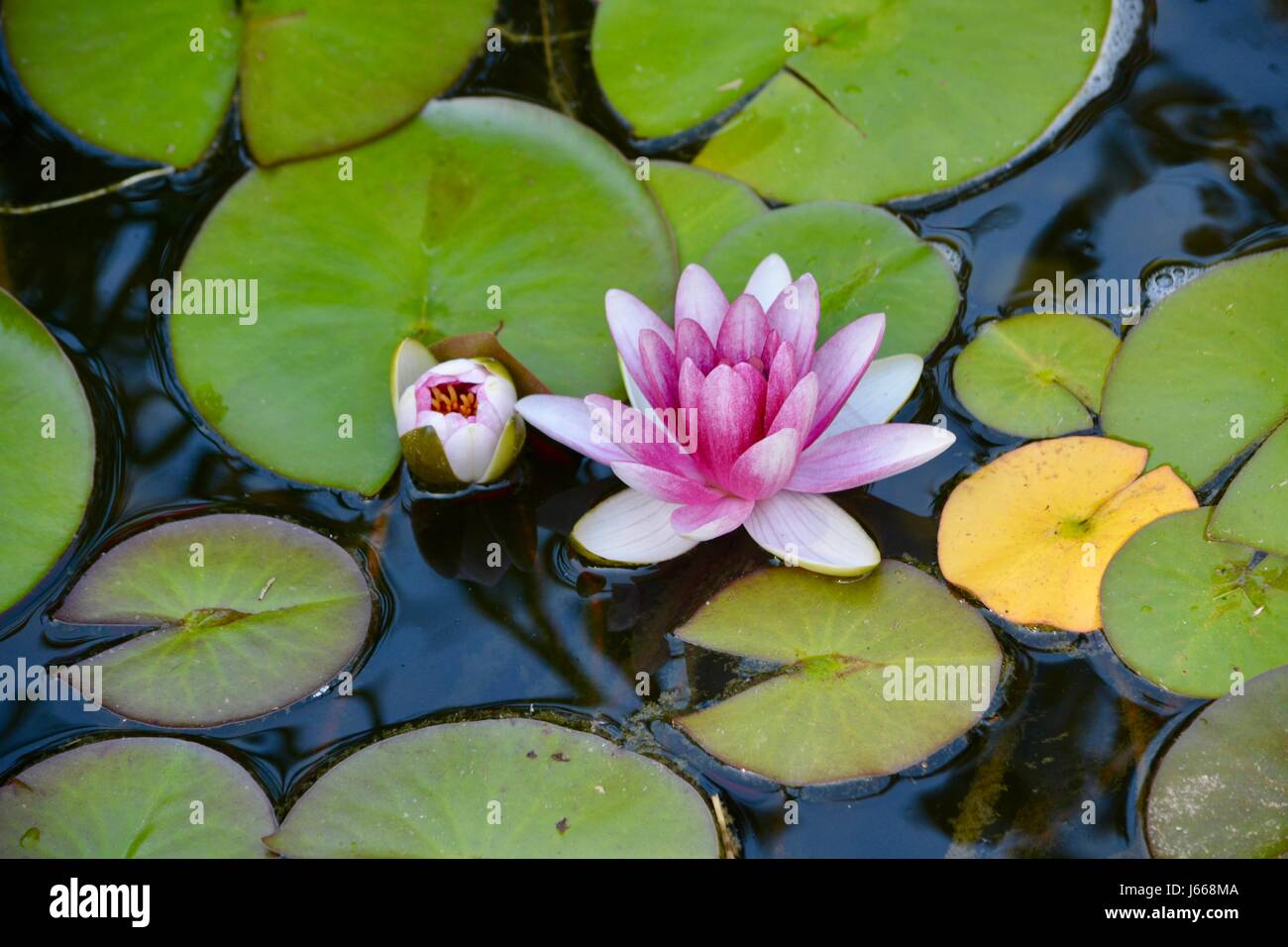 water Lilly in bloom Stock Photo - Alamy