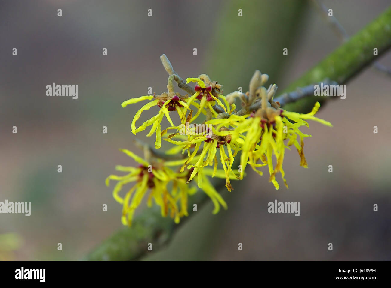 winter bloom blossom flourish flourishing shrub yellow tree winter ...