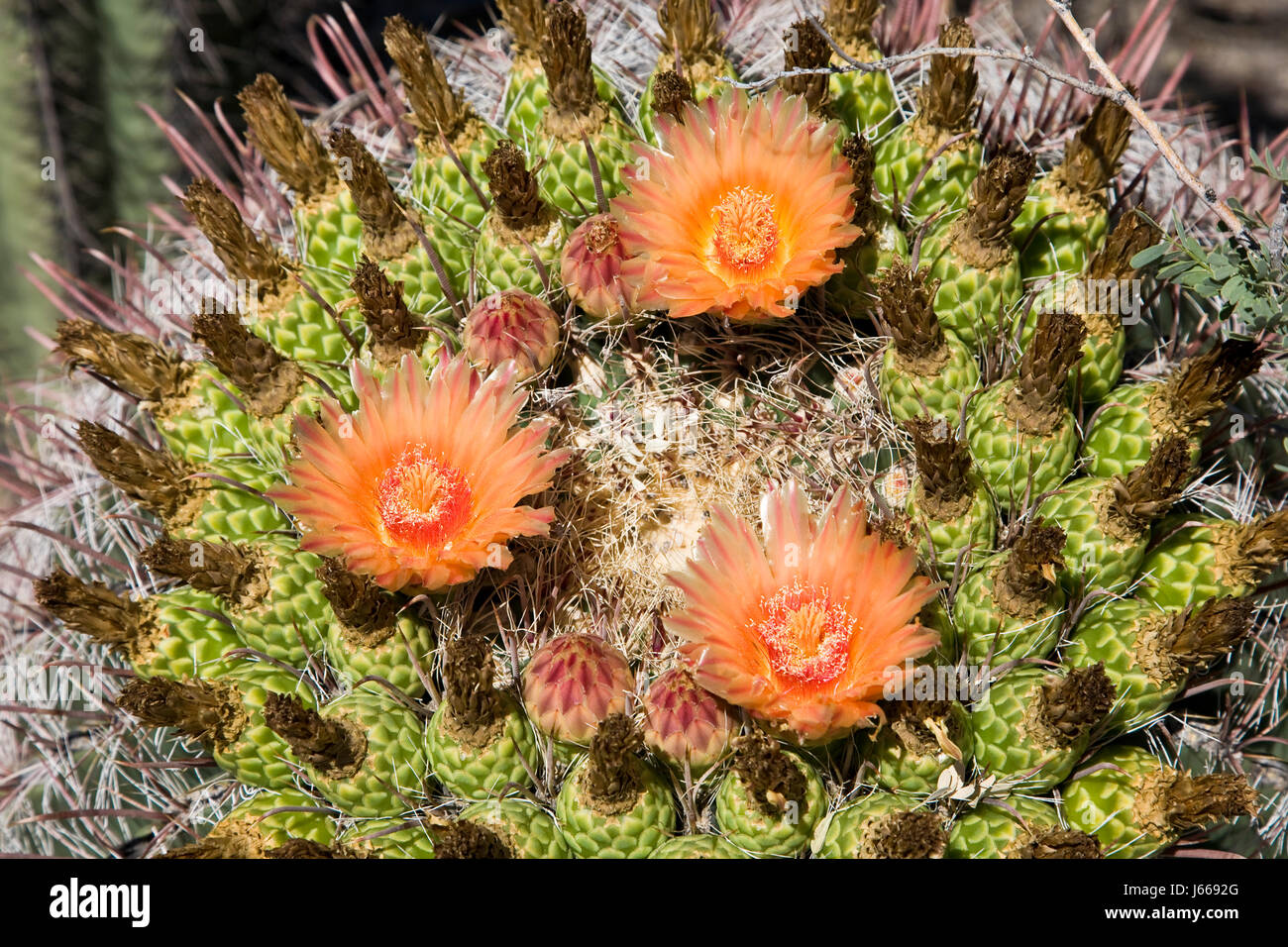 ferocactus wislizeni cactus arizona usa Stock Photo - Alamy