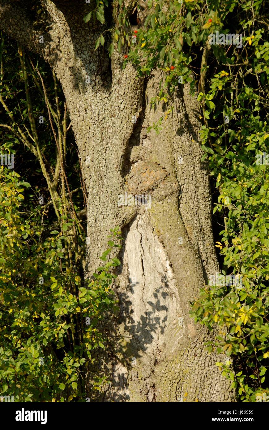 trunk sense apple tree bark signed scar tracks footprints footmarks ...