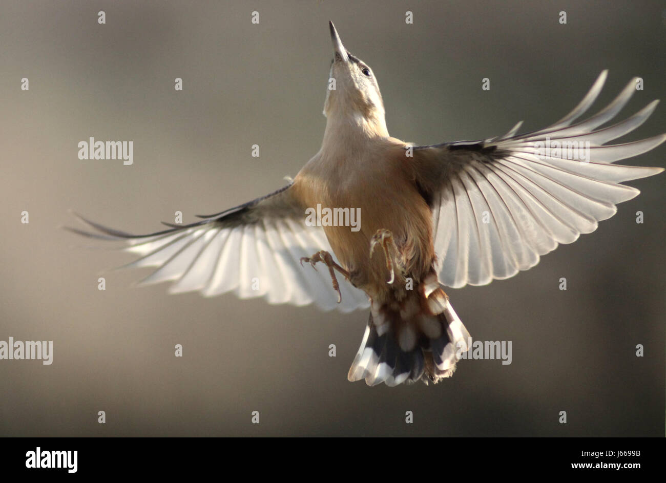 flight bird birds wing woodpecker flutter titmouse fly flies flys ...