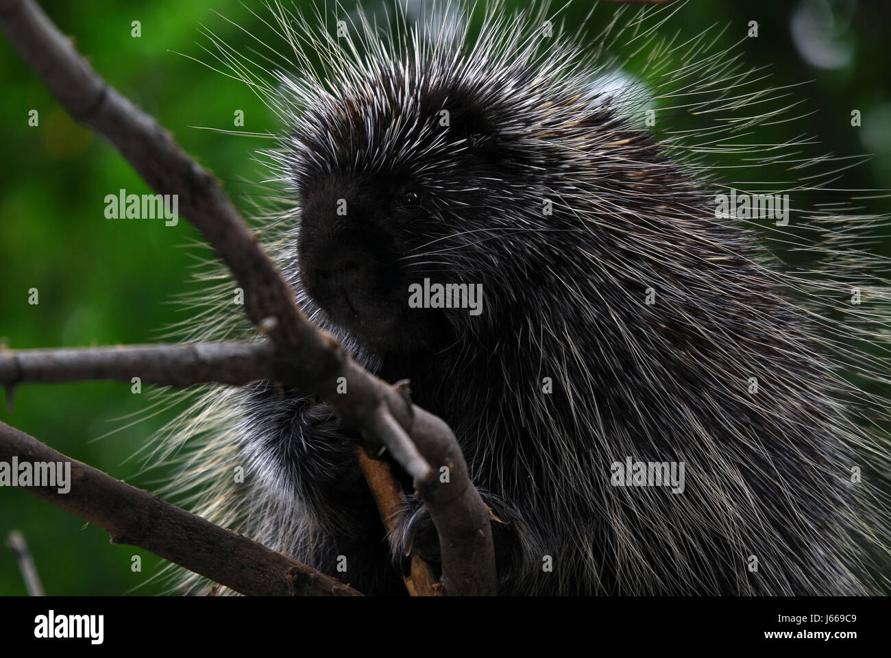 animal hedge hedgehog defense bristle porcupine animal wood wild rodent ...