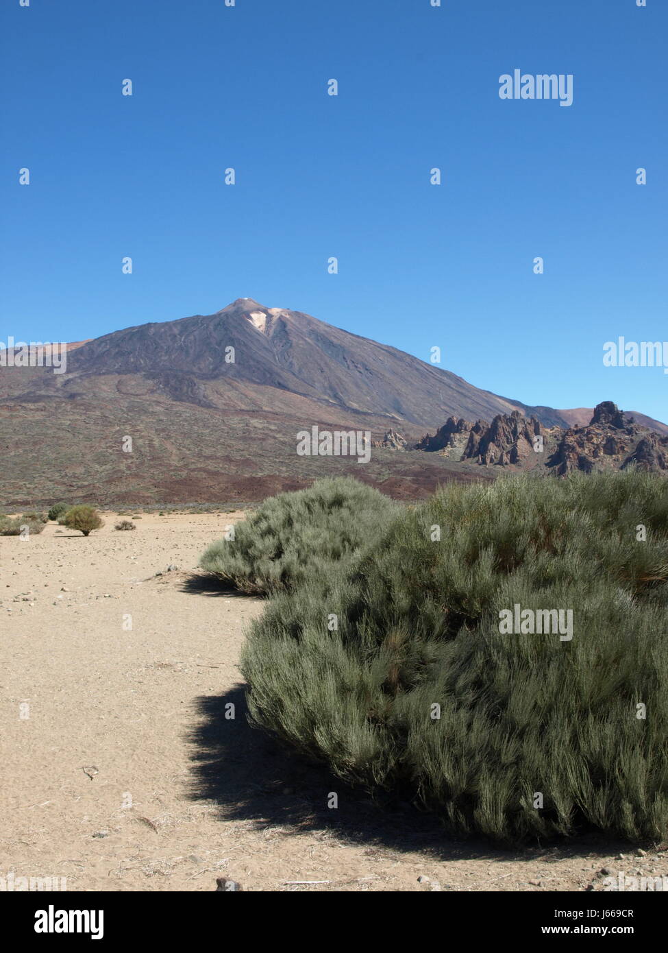 national park canary islands bush teneriffa plateau canaries blue plant ...