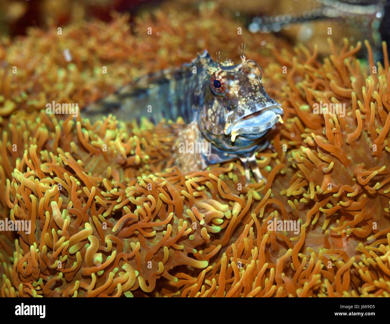 Salarias fasciatus hi-res stock photography and images - Alamy